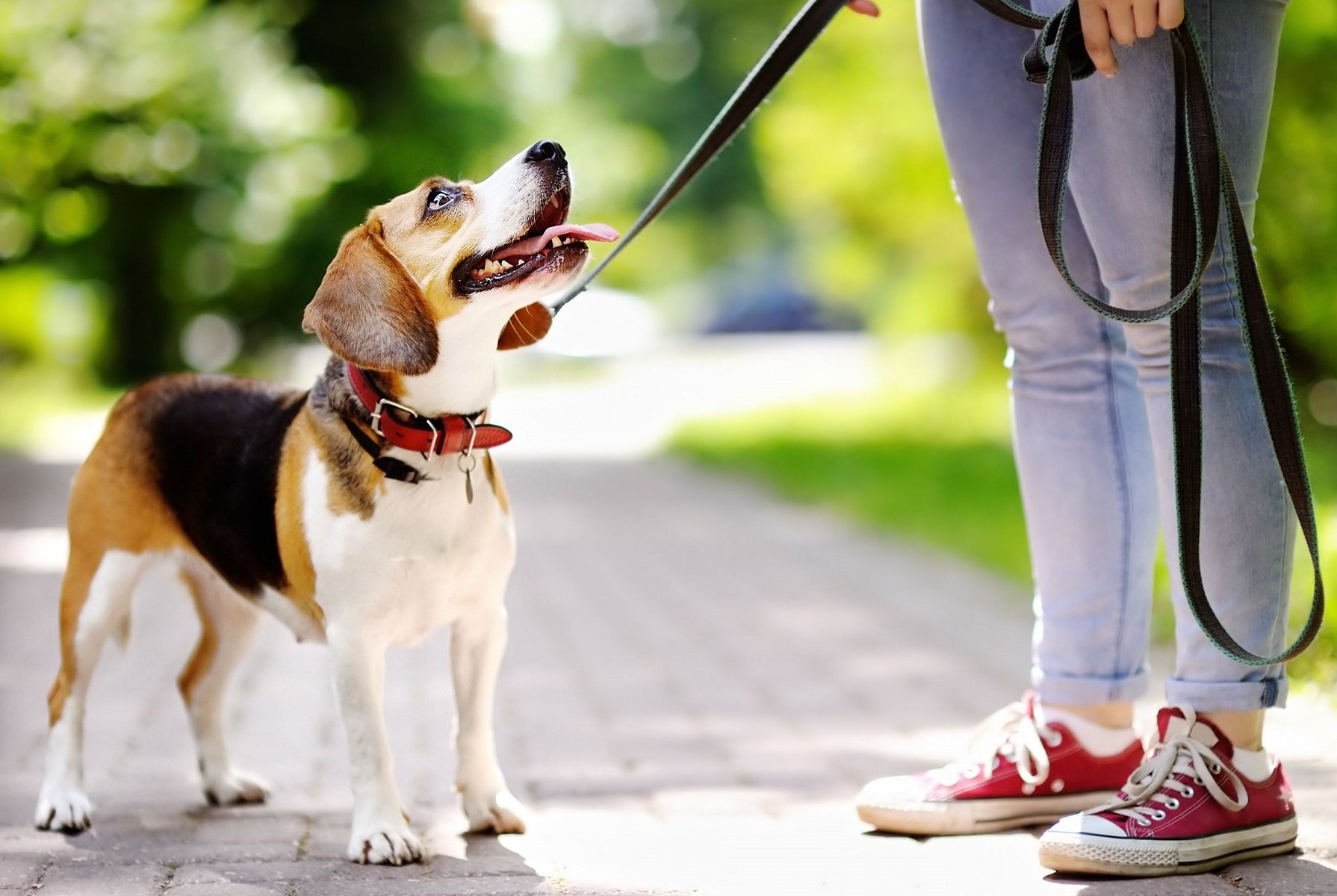 +Aplicaciones para pasear perros ¡Confiables y seguras! - Interjoomla